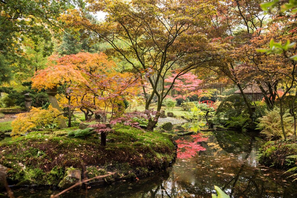 Japanese Garden in Den Haag - Amsterdam Daily News Netherlands & Europe