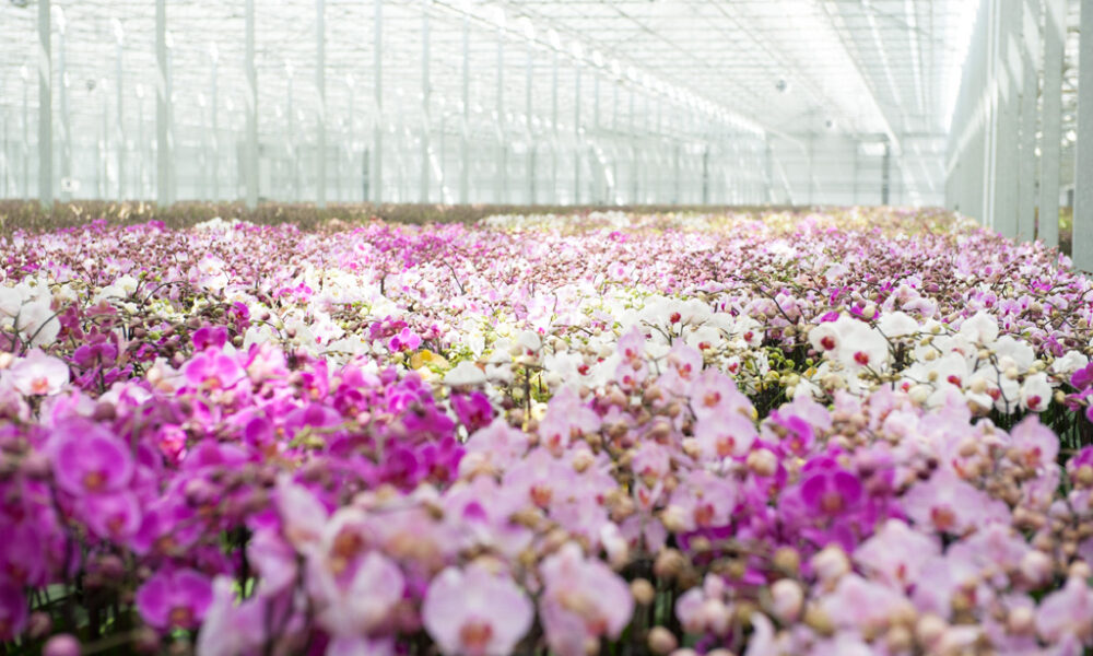 The world's largest orchid producer stopped production - Amsterdam ...