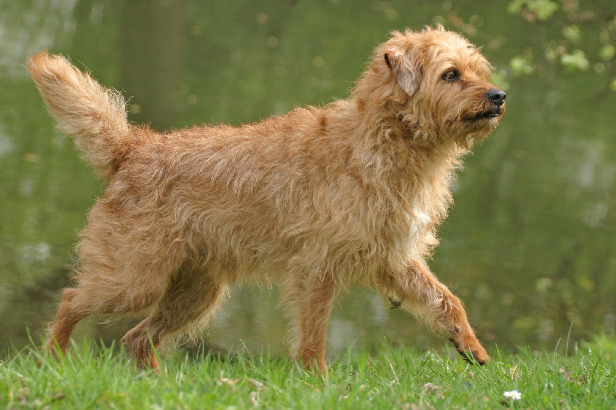Dogs from the Netherlands