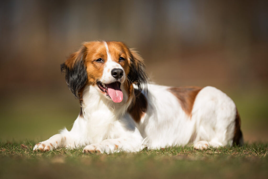Dogs from the Netherlands