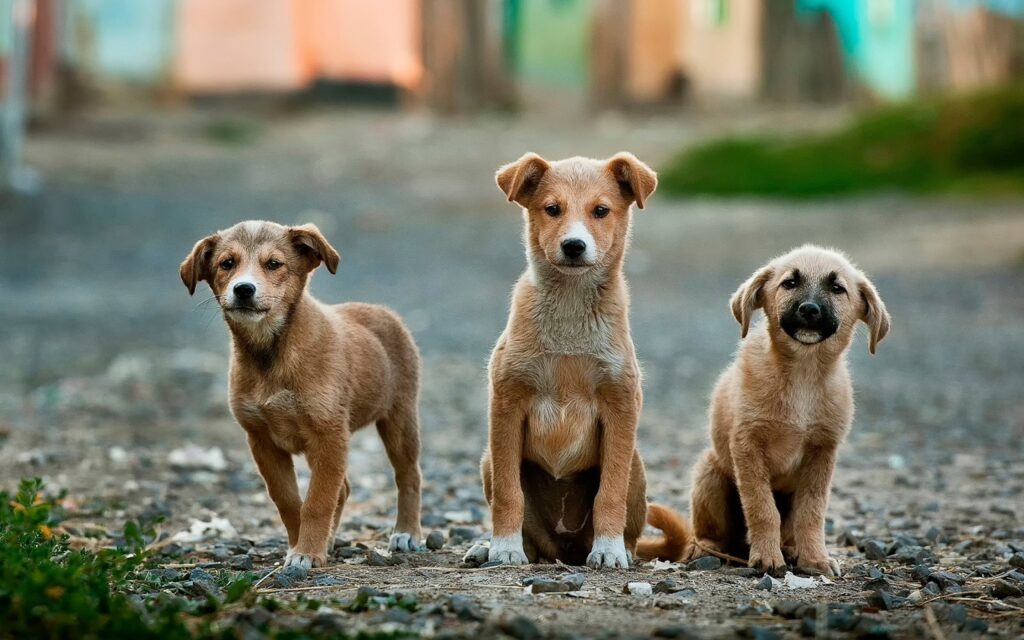 Dogs from the Netherlands