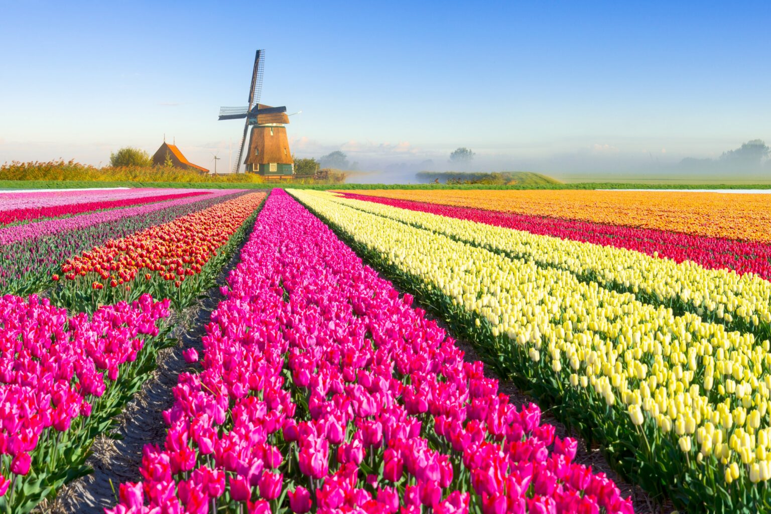 The National Flower of The Netherlands: Tulip