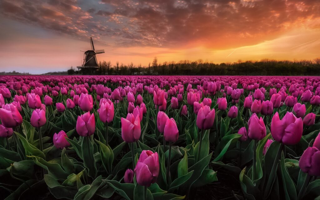 The National Flower of The Netherlands: Tulip