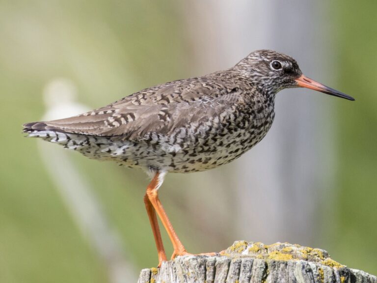 Exploring the Rich and Diverse Birds of the Netherlands