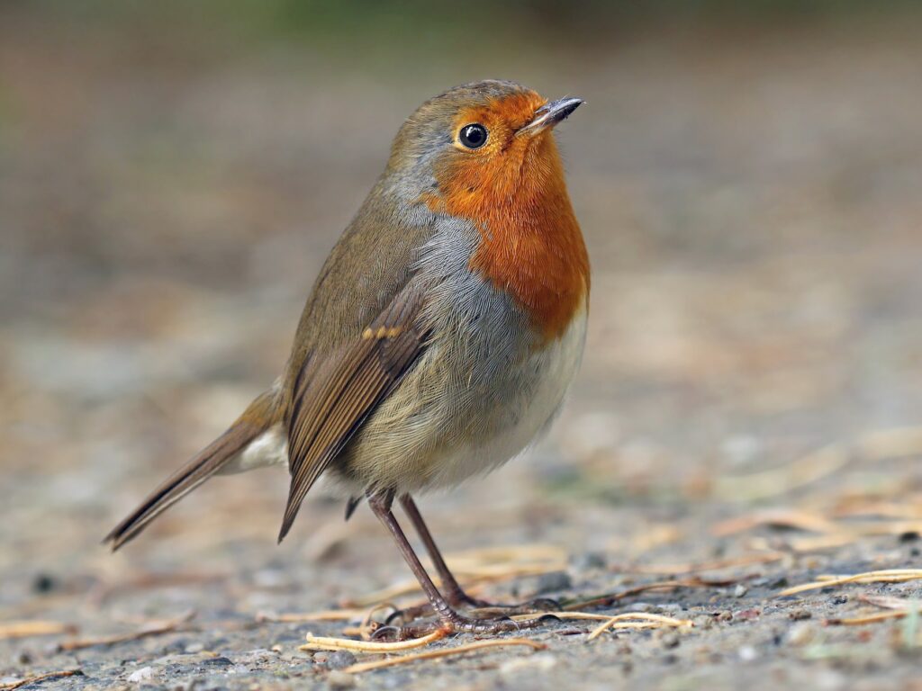 Exploring the Rich and Diverse Birds of the Netherlands