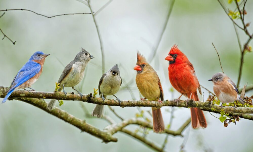 Exploring the Rich and Diverse Birds of the Netherlands