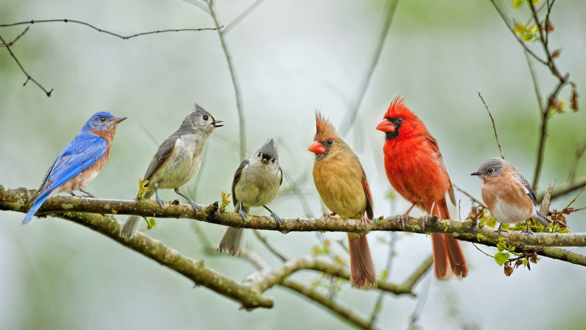 Exploring the Rich and Diverse Birds of the Netherlands
