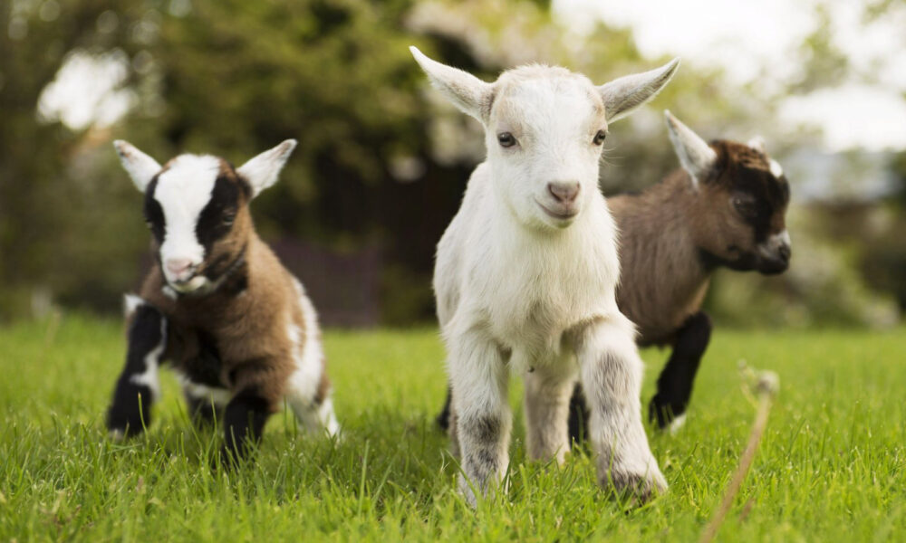 Goat Netherlands Shipping: Revolutionizing the Livestock Industry